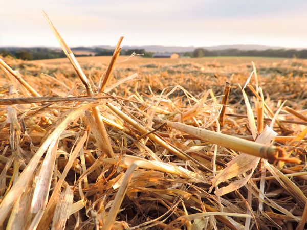 Enhancing Pellet Quality: Advanced Preprocessing Techniques for Corn ...