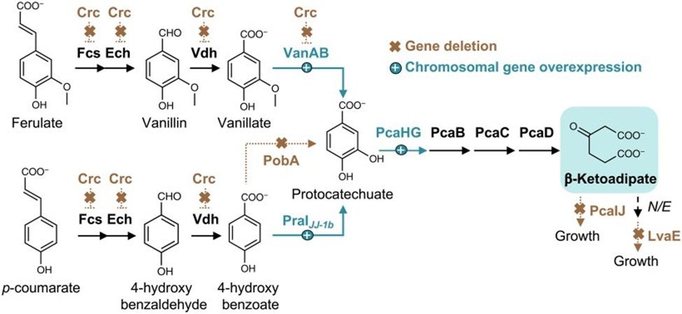 NREL converts lignin into a nylon precursor with microbes | Biomass ...