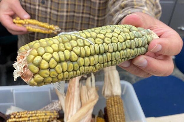 Crucial mutant corn stocks threatened under 2026 USDA budget | Ethanol ...