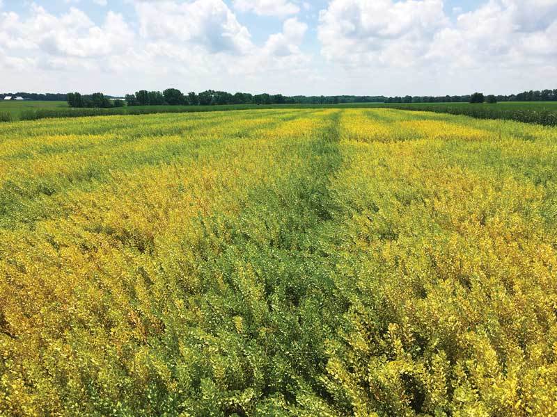 Where Will All the Feedstock Come From? | Biomass Magazine