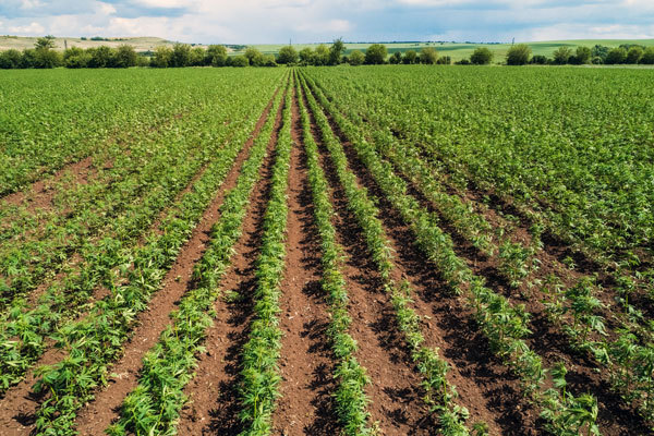 The Path Forward for Hemp Renewable Fuels | Biodiesel Magazine