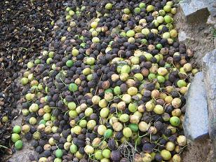 Chevron secures crude jatropha oil contract from Mission | Biodiesel ...