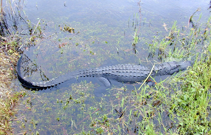 Study shows alligator fat an effective biodiesel feedstock | Biodiesel ...