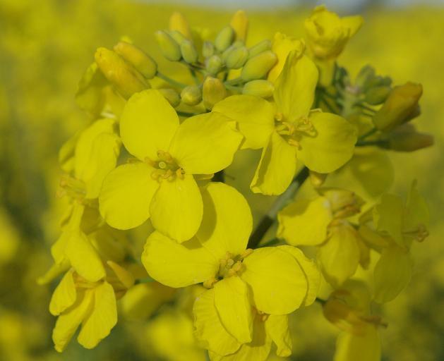 Researchers say rapeseed biodiesel GHG savings are questionable ...