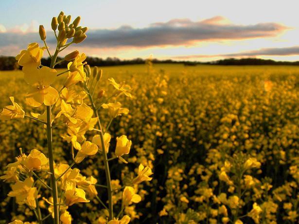 UFOP questions science of recent GHG study on rapeseed biodiesel ...