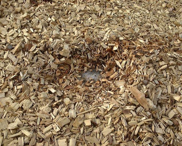 Creating bio-oil from wood chips a reality at Battelle | Biodiesel Magazine