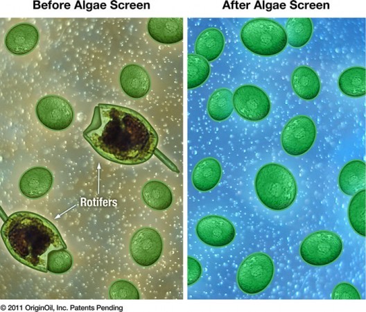 Algae Screen demonstrates 'dramatic drop in contaminant load ...
