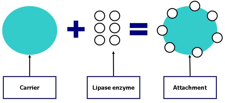 Appalachian Biofuels to build plant using TransBiodiesel enzymes ...