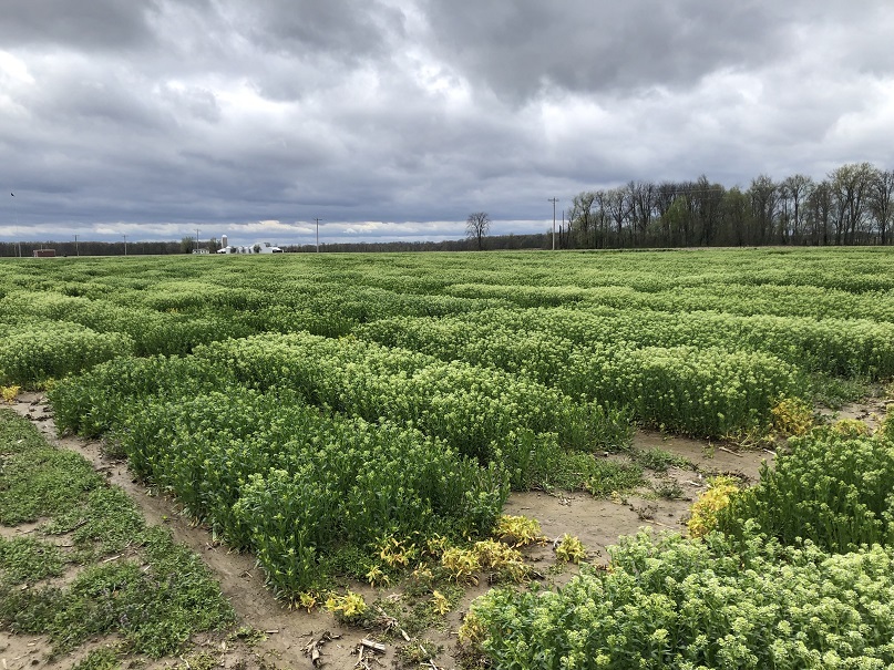 CoverCress gets $5M in new financing for low CI crop development ...