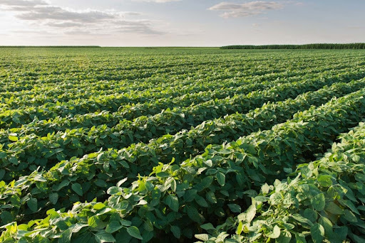 USDA predicts reduced soybean production despite record high yields ...