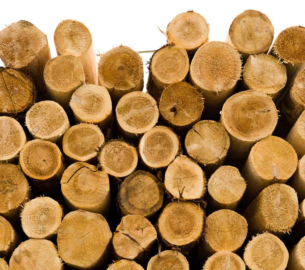 Biopulping's Role in Bioenergy | Biomass Magazine