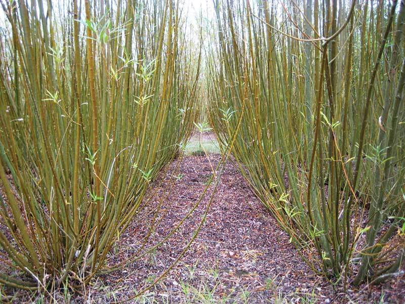 Catalyzing Energy Crops | Biomass Magazine