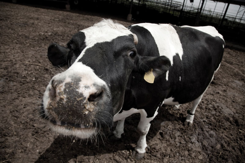Udder Confusion: Dairy Digester Development in California | Biomass ...