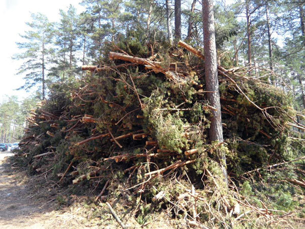 Baltic Rim Wood Fiber Supply and Demand | Biomass Magazine