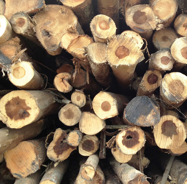 A New Level of Transparency | Biomass Magazine