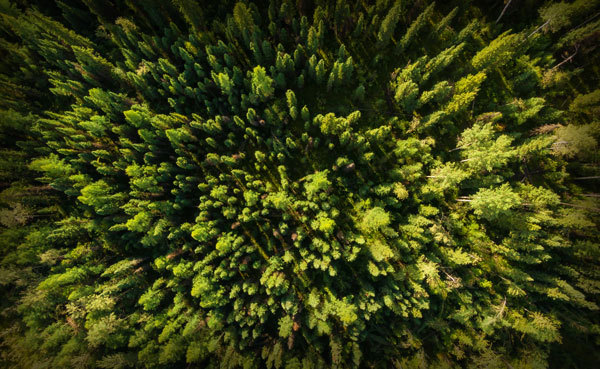 Affirming Sustainability | Biomass Magazine