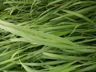 Researchers identify new potential switchgrass virus | Biomass Magazine