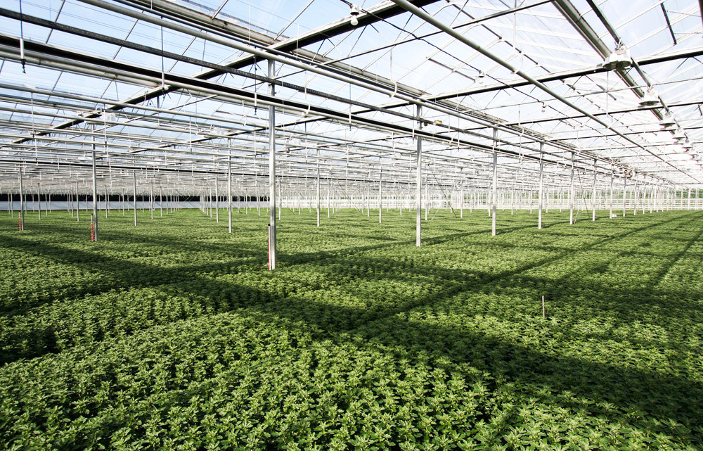 GrowGreen Power chooses NC for its greenhouse/biomass power plant ...