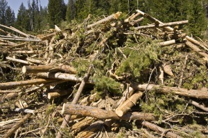 Mass. DOER explains woody biomass fuel regulation changes | Biodiesel ...