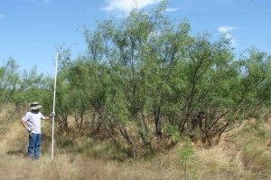 AgriLife Research estimates delivery costs of mesquite biomass ...