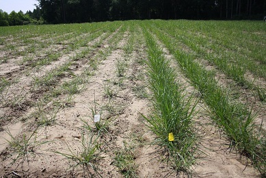 New Energy Farms develops energy grass capsules | Biodiesel Magazine