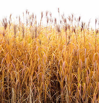 Danish biorefining team unveils plan to boost biomass supply | Biomass ...