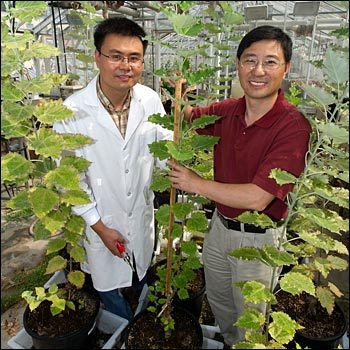Brookhaven scientists create low-lignin plants | Biomass Magazine
