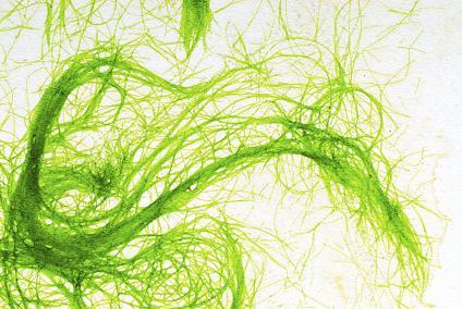 Packaging company to use algae-based resins in products | Biomass Magazine