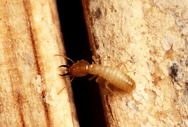 Understanding termite digestion could help biofuels | Biomass Magazine