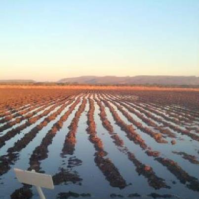 Viaspace announces contract with Agri-Corp | Biomass Magazine