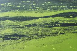 Researchers look to duckweed as biofuel feedstock | Biomass Magazine