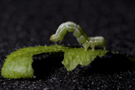 'Fat worms' inch scientists toward better biofuel production ...