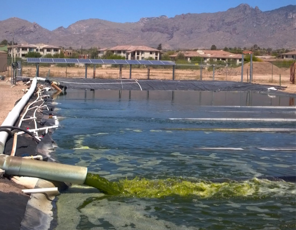 University of Arizona leads $8 million algae research effort ...