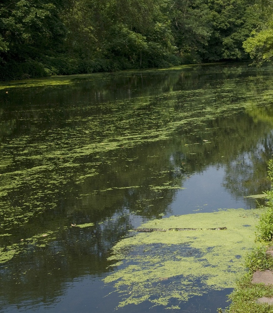 Duckweed genes left exposed for future biofuel research | Biomass Magazine