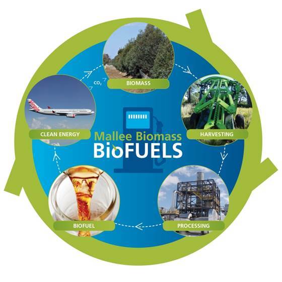 Australian report finds potential for mallee tree-based jet fuel ...