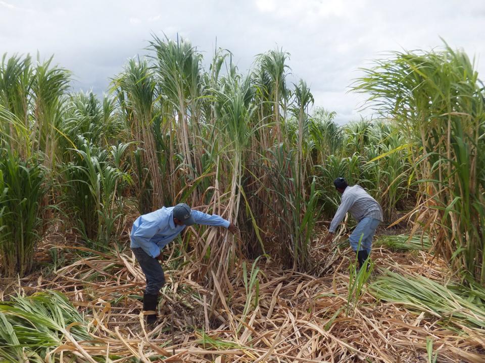 Feasibility study to be conducted on Giant King Grass power plant ...