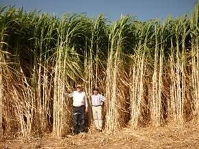 Viaspace enters collaboration with University of California | Biodiesel ...