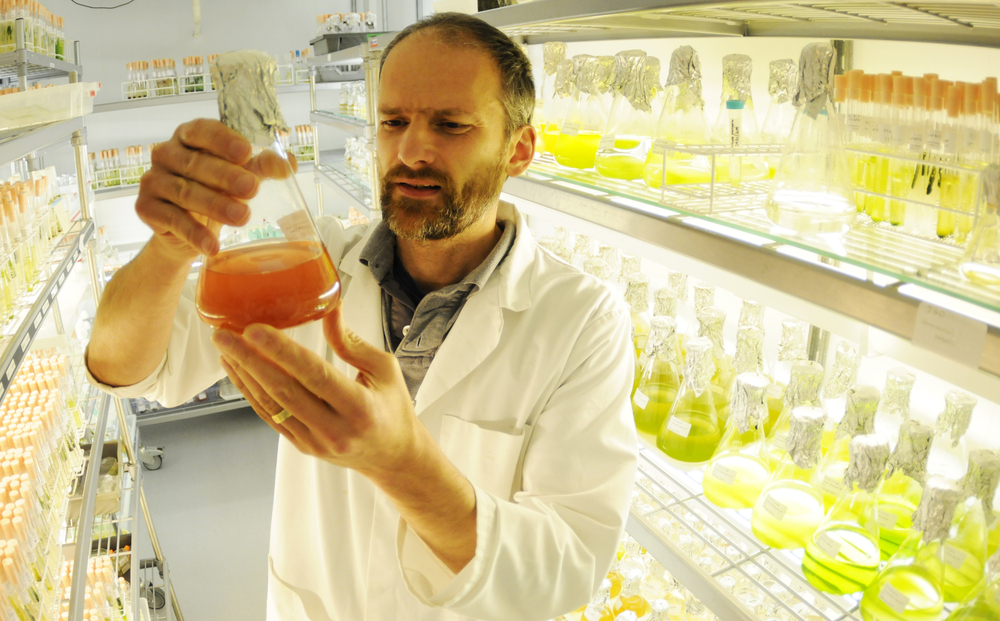 Scientists reveal algal oil potential as fuel for the future | Biomass ...