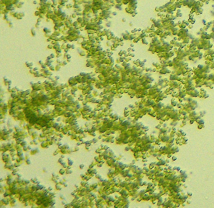 PhyCO2, MSU develop algae tech to capture power plant CO2 | Biodiesel ...