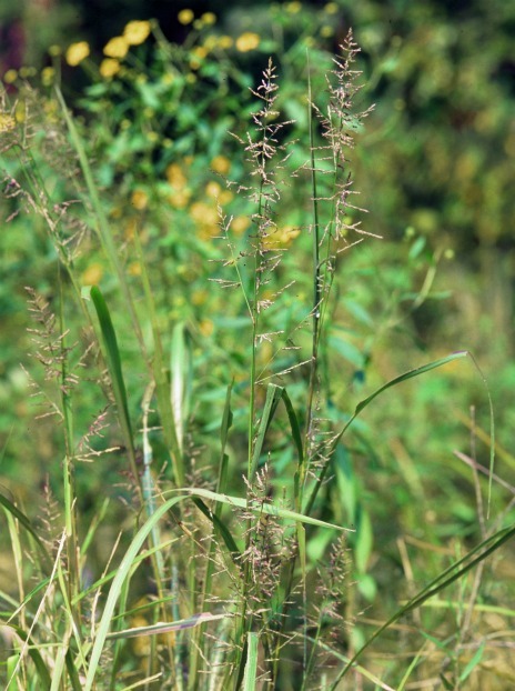 DOE announces expanded GREET model | Biodiesel Magazine