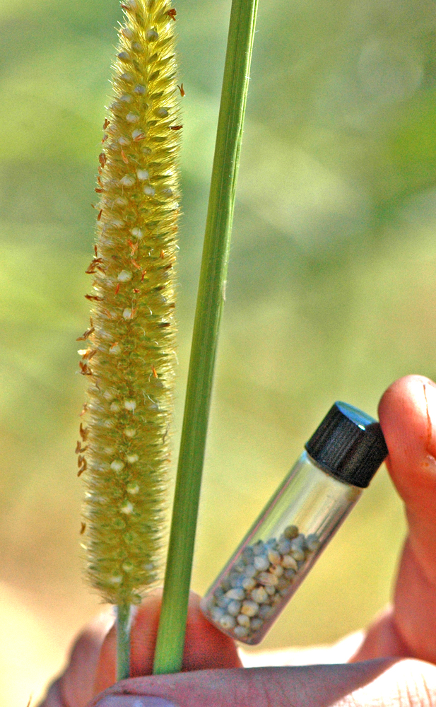 New dual-purpose bioenergy, forage crop set for release | Biomass Magazine