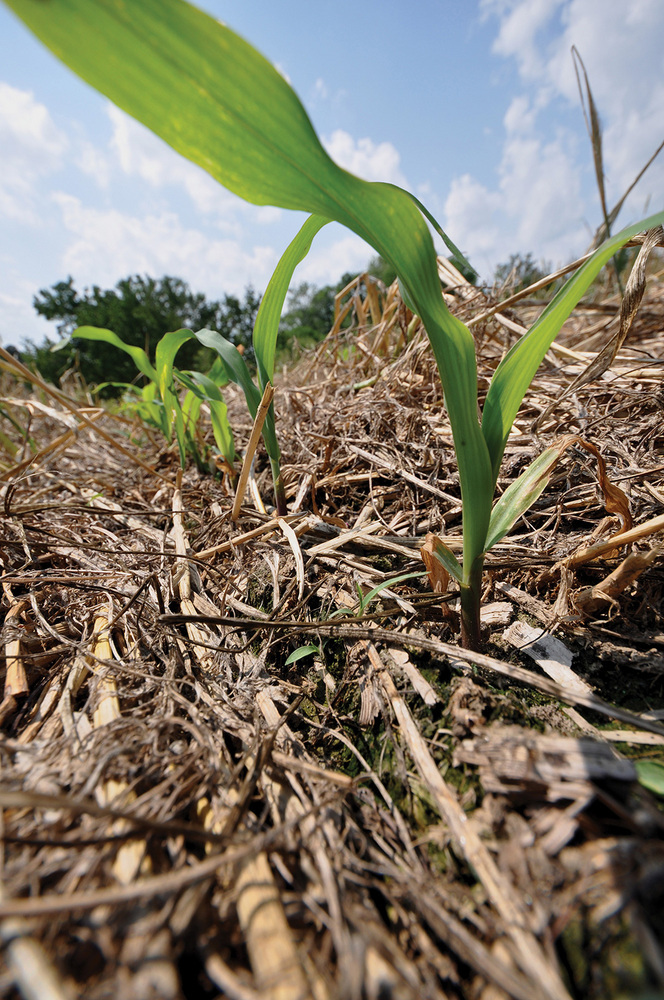 Research focuses on soil quality, stover removal for biofuel ...