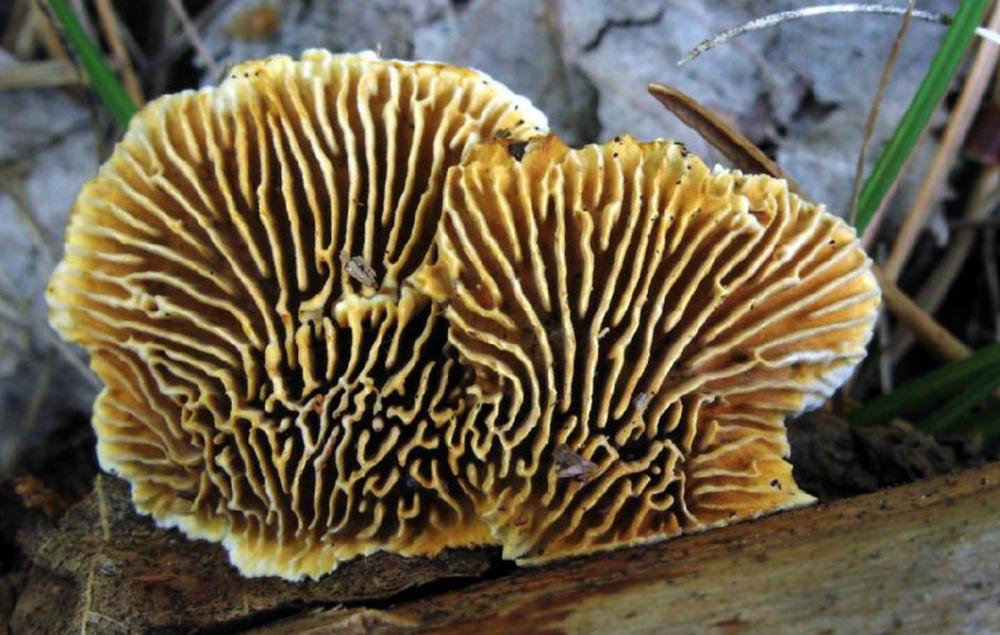 Fungi that evolved to eat wood offer new biomass conversion tool ...