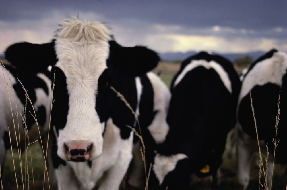 New California program to develop 5 dairy digester RNG projects ...