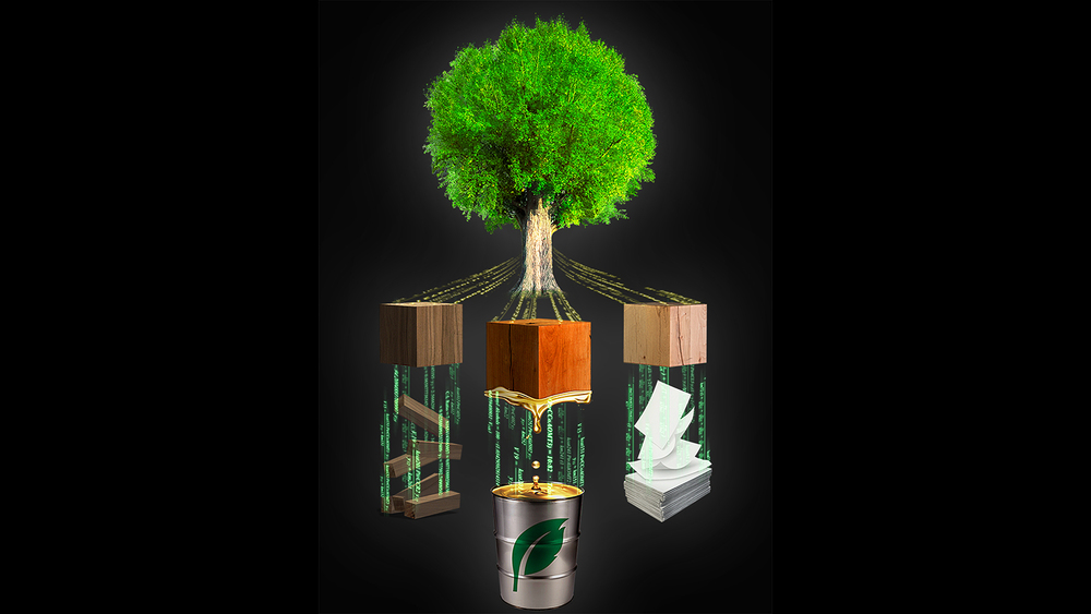 Wood formation model to fuel progress in bioenergy | Biodiesel Magazine