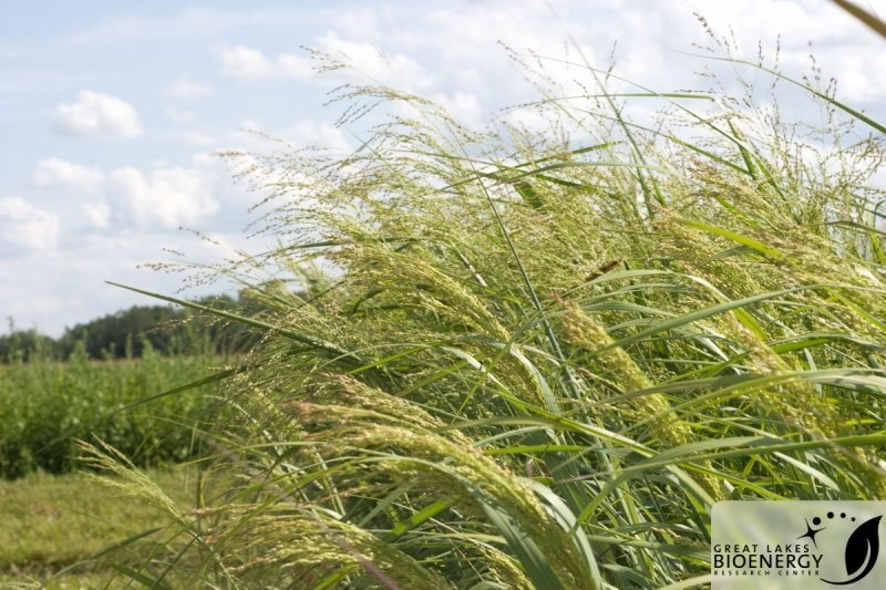 Researchers study best time to harvest switchgrass | Biomass Magazine