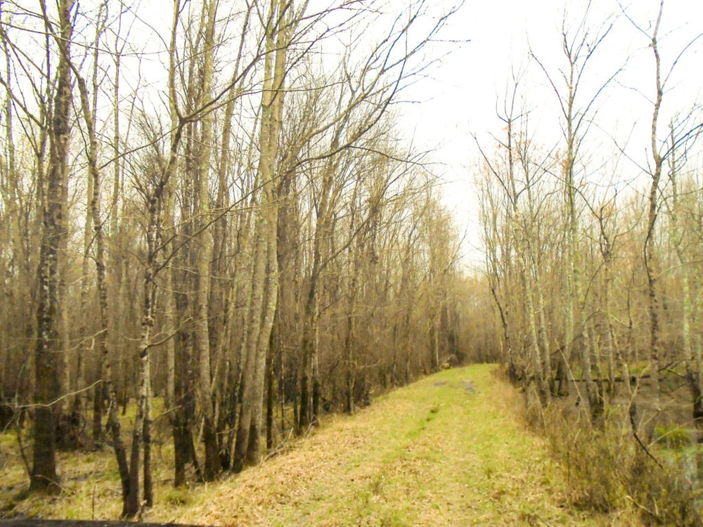 Enviva Forest Conservation Fund helps protect Virginia ecosystems ...