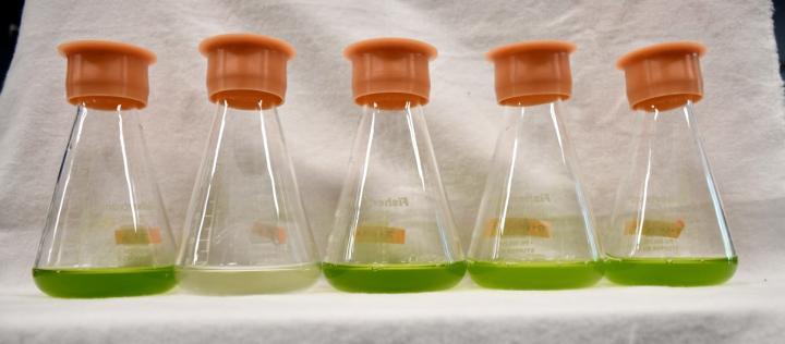 Researchers grow algae without sunlight | Biomass Magazine