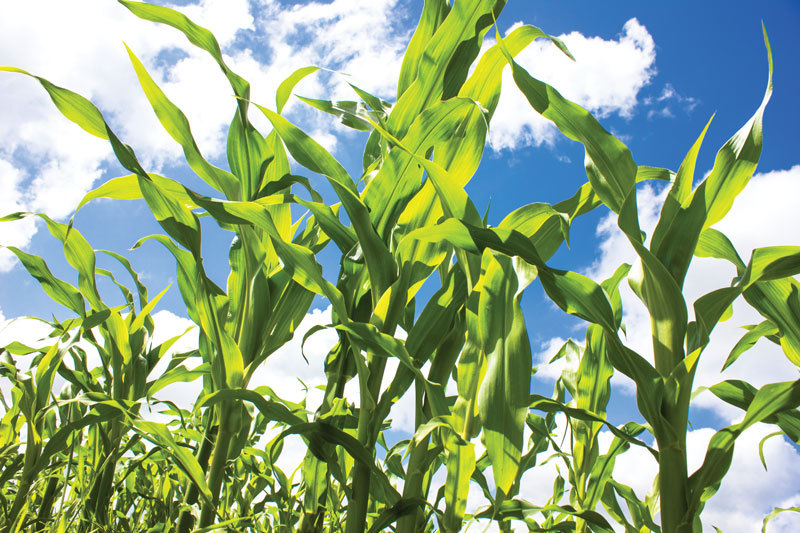 Banking on Biofuels | Biomass Magazine