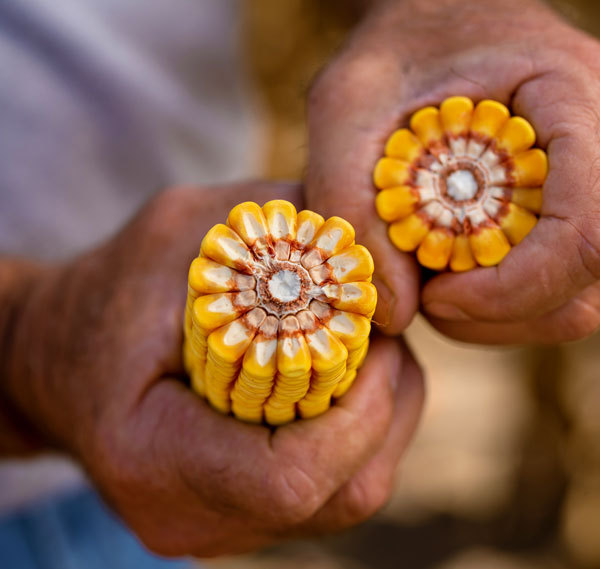 'Fiber Is the New Starch' | Biomass Magazine